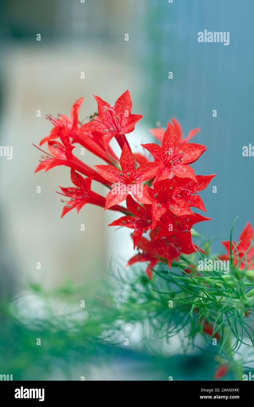 Ipomopsis rubra hi-res stock photography and images - Alamy