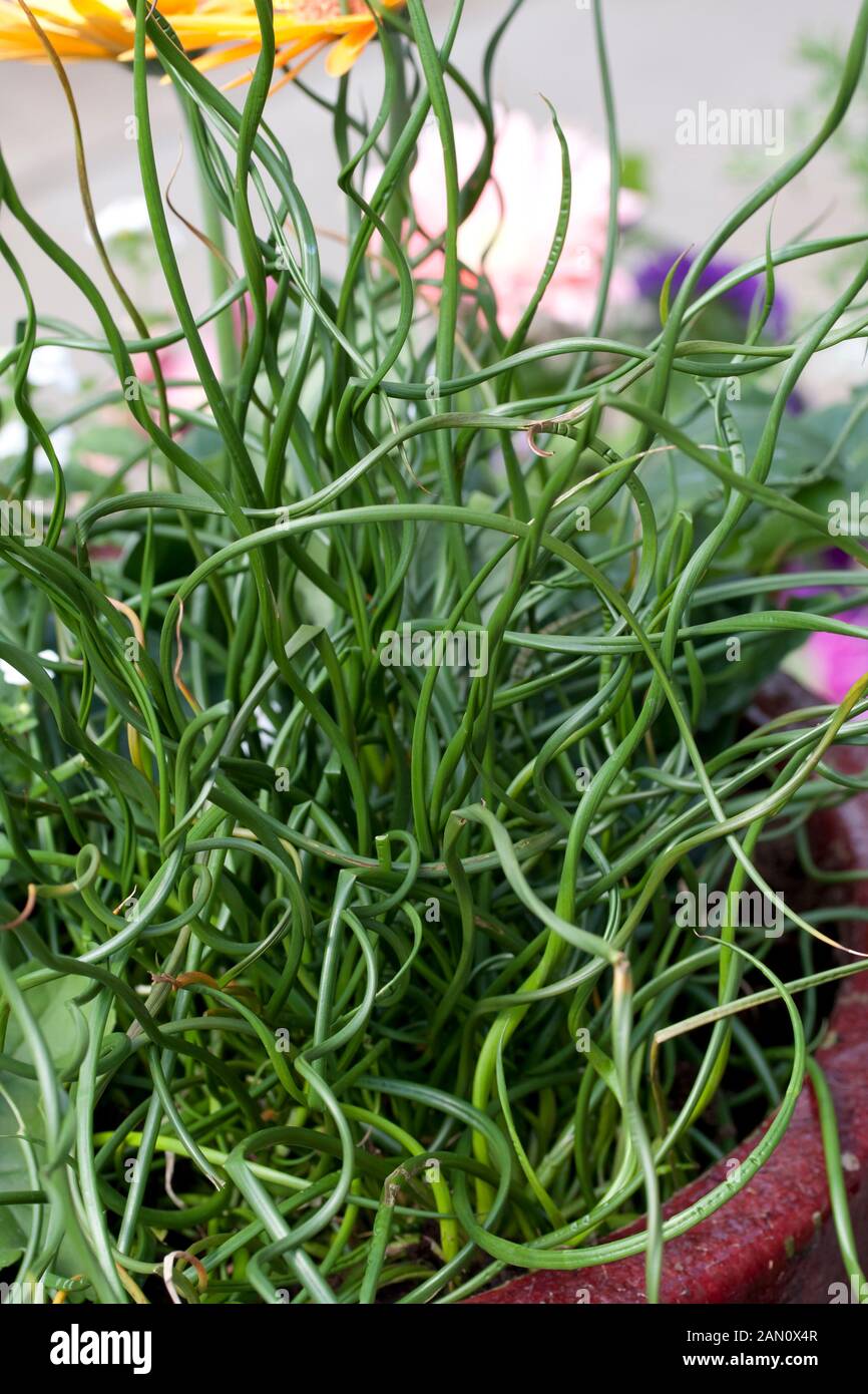 Juncus Effusus Spiralis