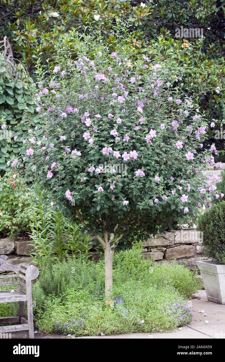 Standard hibiscus hi-res stock photography and images - Alamy