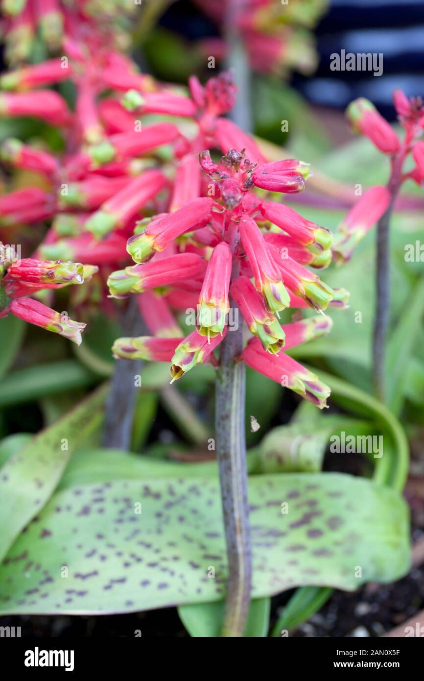 Red Lachenalia High Resolution Stock Photography and Images - Alamy