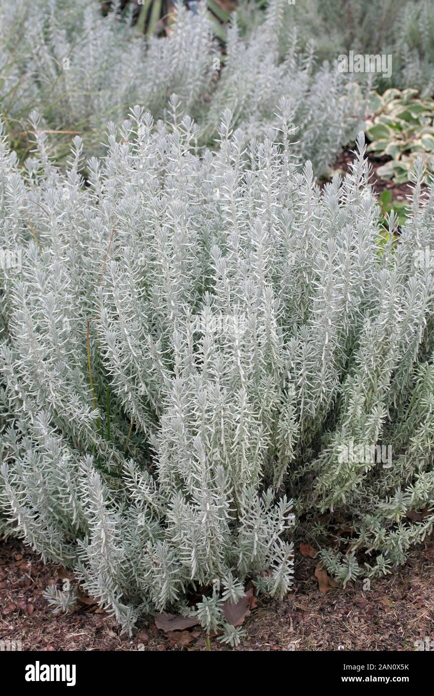 LAVANDULA STOECHAS 'SILVER ANOUK' Stock Photo - Alamy