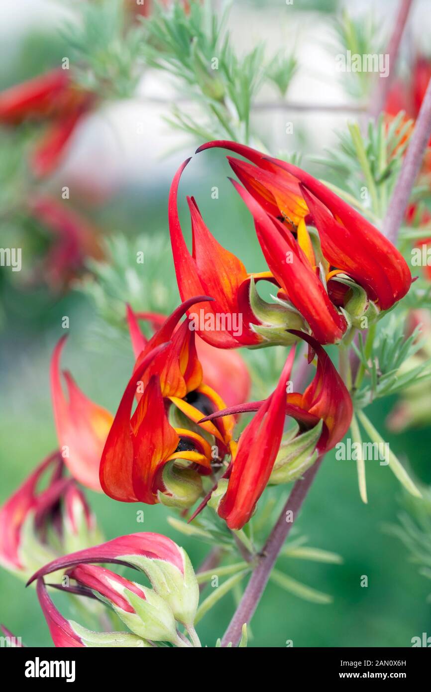 Lotus berthelotii parrots beak hi-res stock photography and images - Alamy