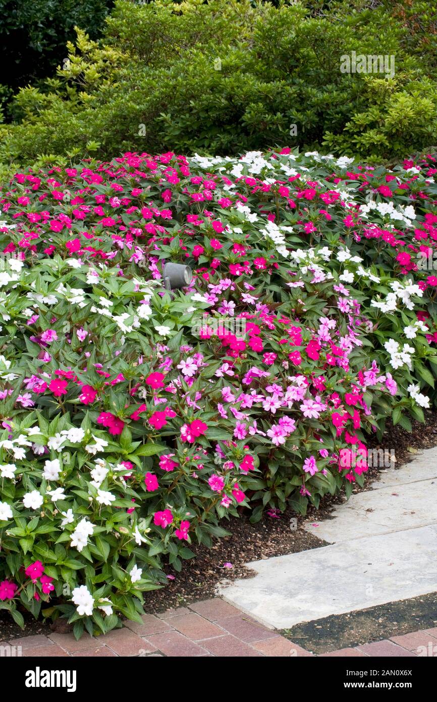 Sunpatiens High Resolution Stock Photography and Images - Alamy