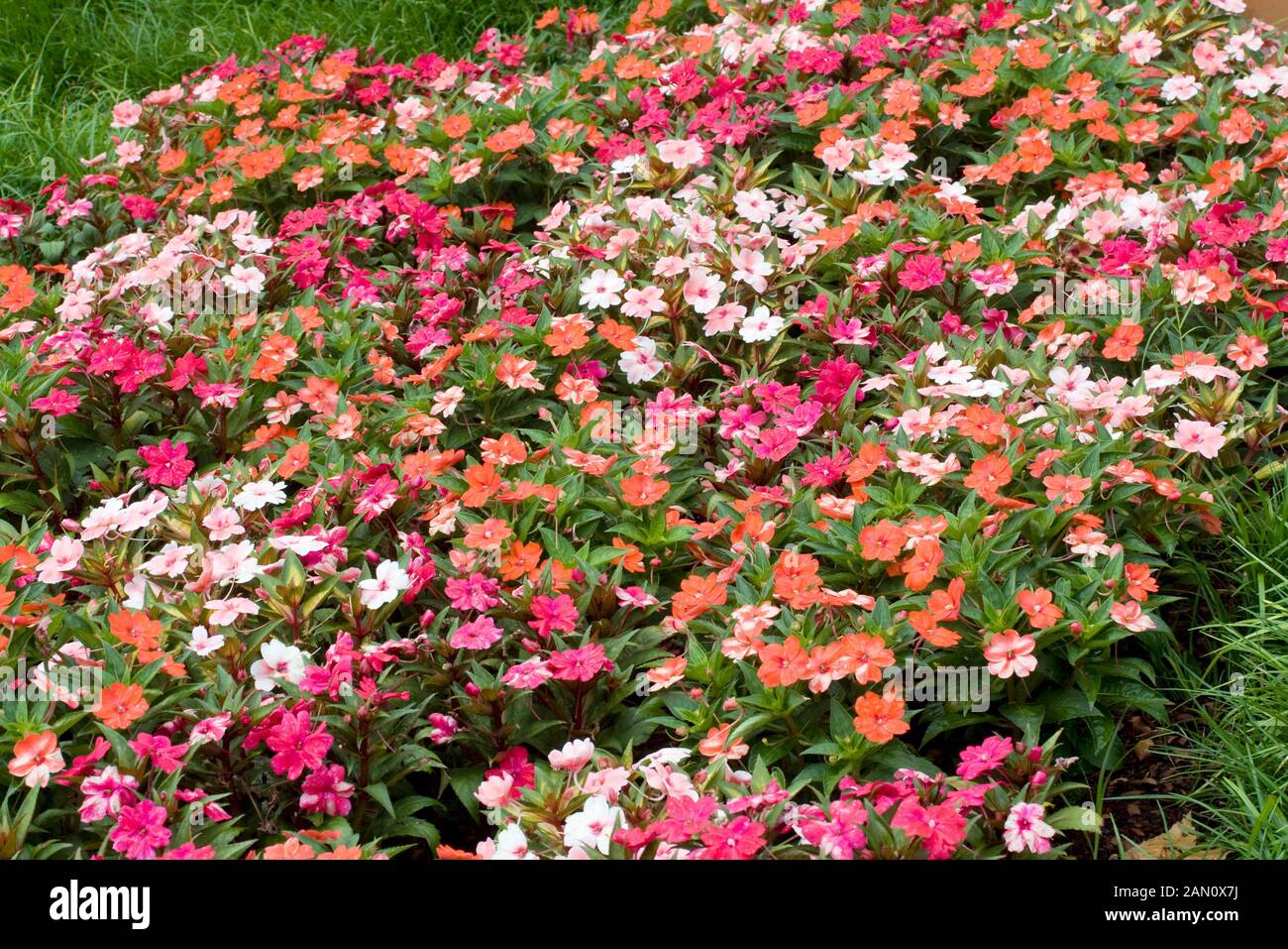 IMPATIENS SUNPATIENS MIX Stock Photo - Alamy