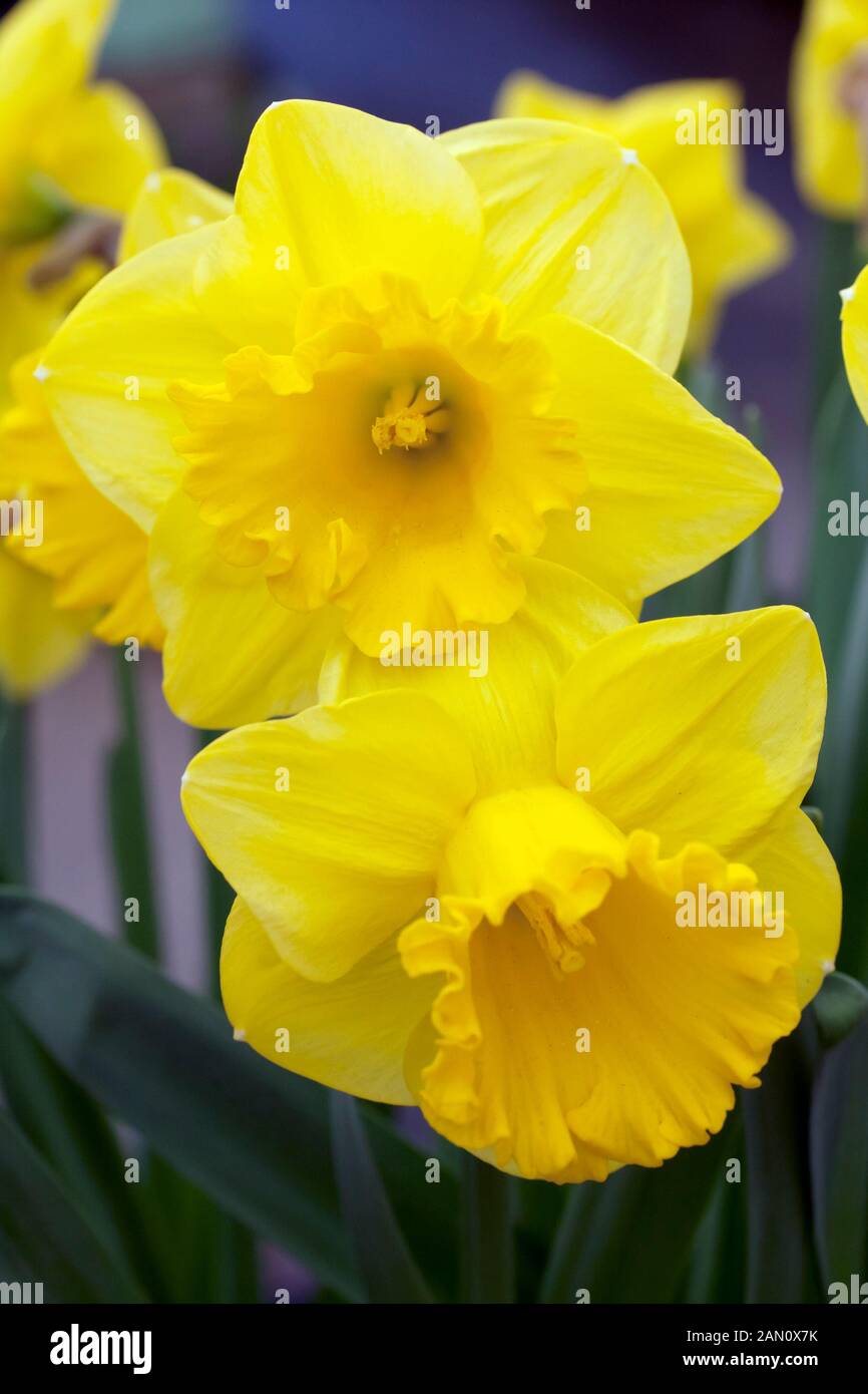 Narcissus hi-res stock photography and images - Alamy