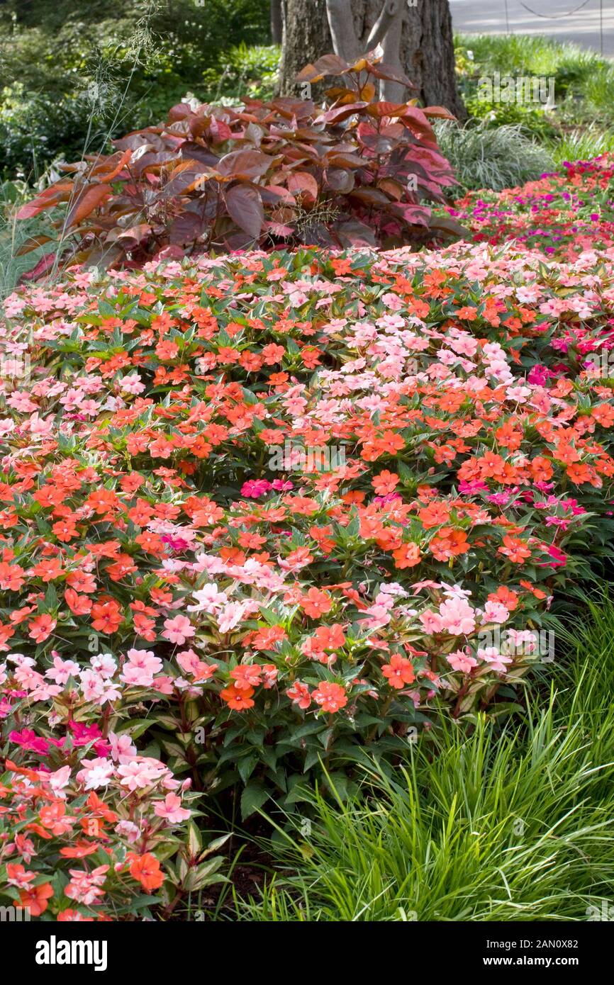 Sunpatiens hi-res stock photography and images - Alamy