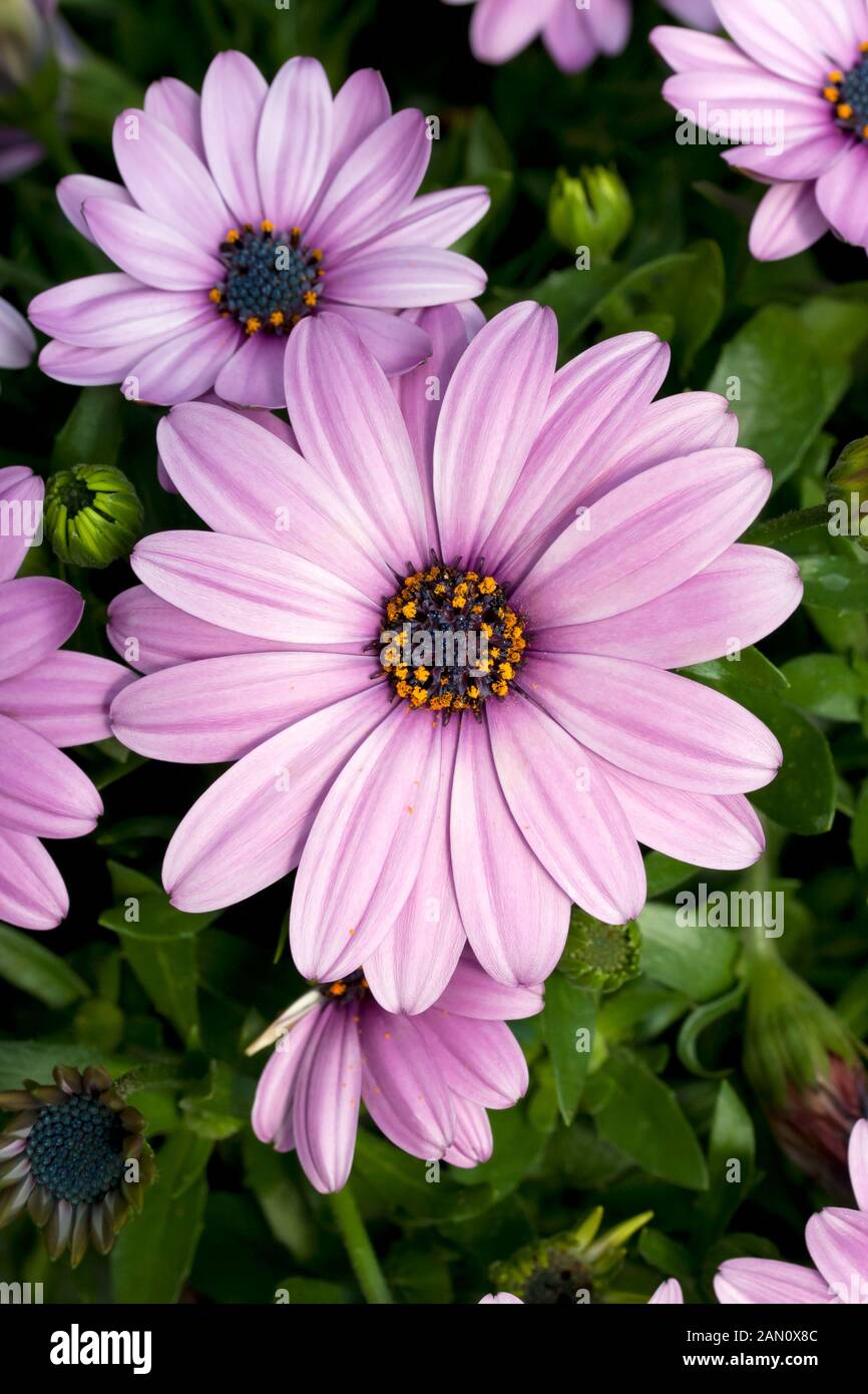 Osteospermum serenity hi-res stock photography and images - Alamy