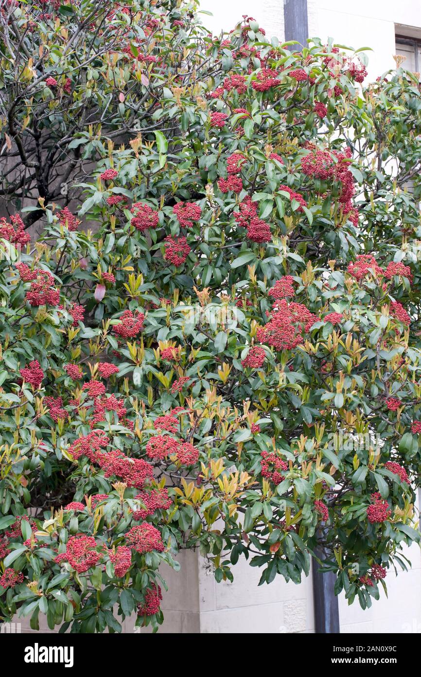 Chinese photinia hi-res stock photography and images - Alamy