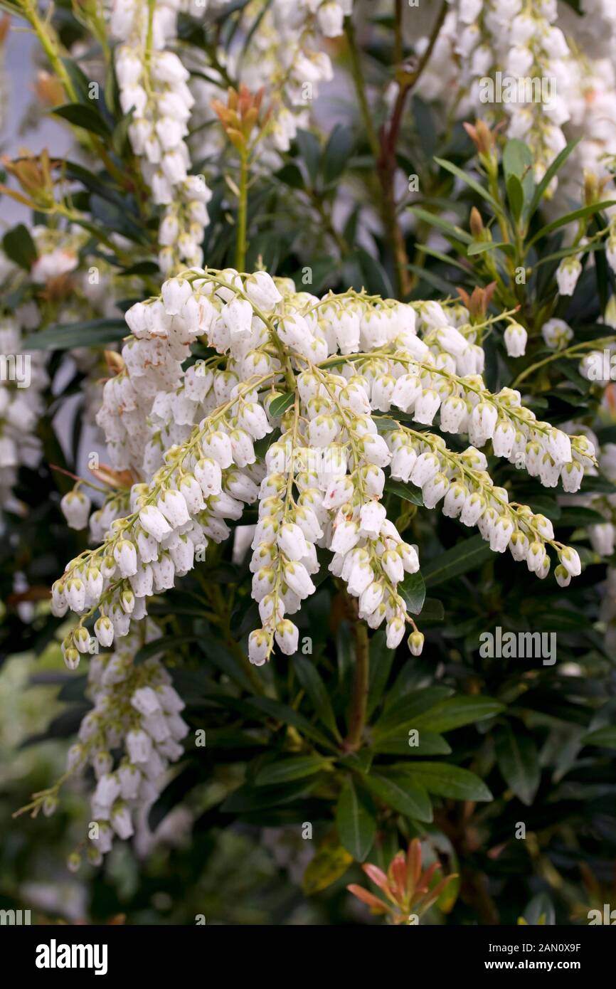 PIERIS JAPONICA 'MOUNTAIN SNOW' Stock Photo - Alamy