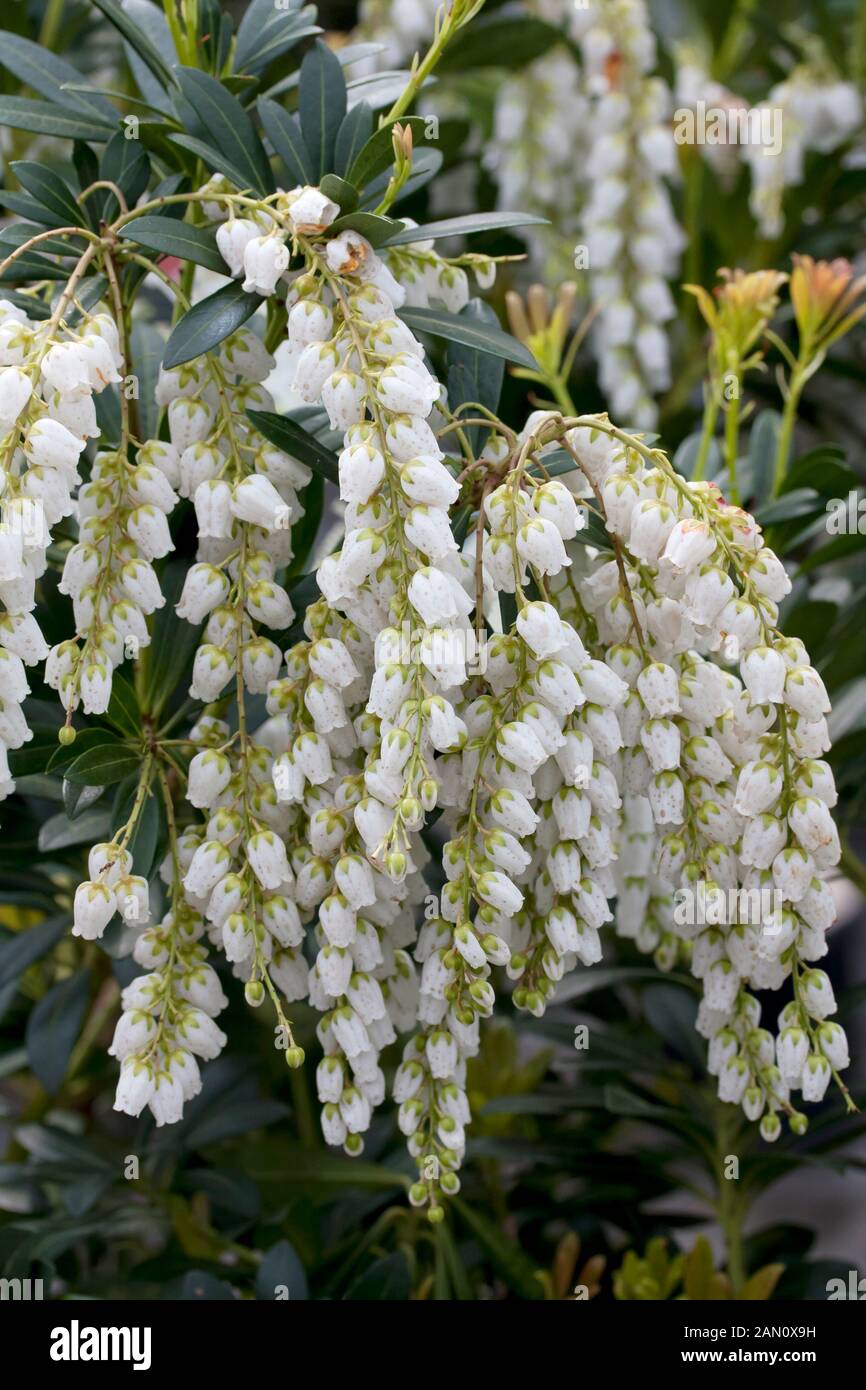 PIERIS JAPONICA 'MOUNTAIN SNOW' Stock Photo - Alamy