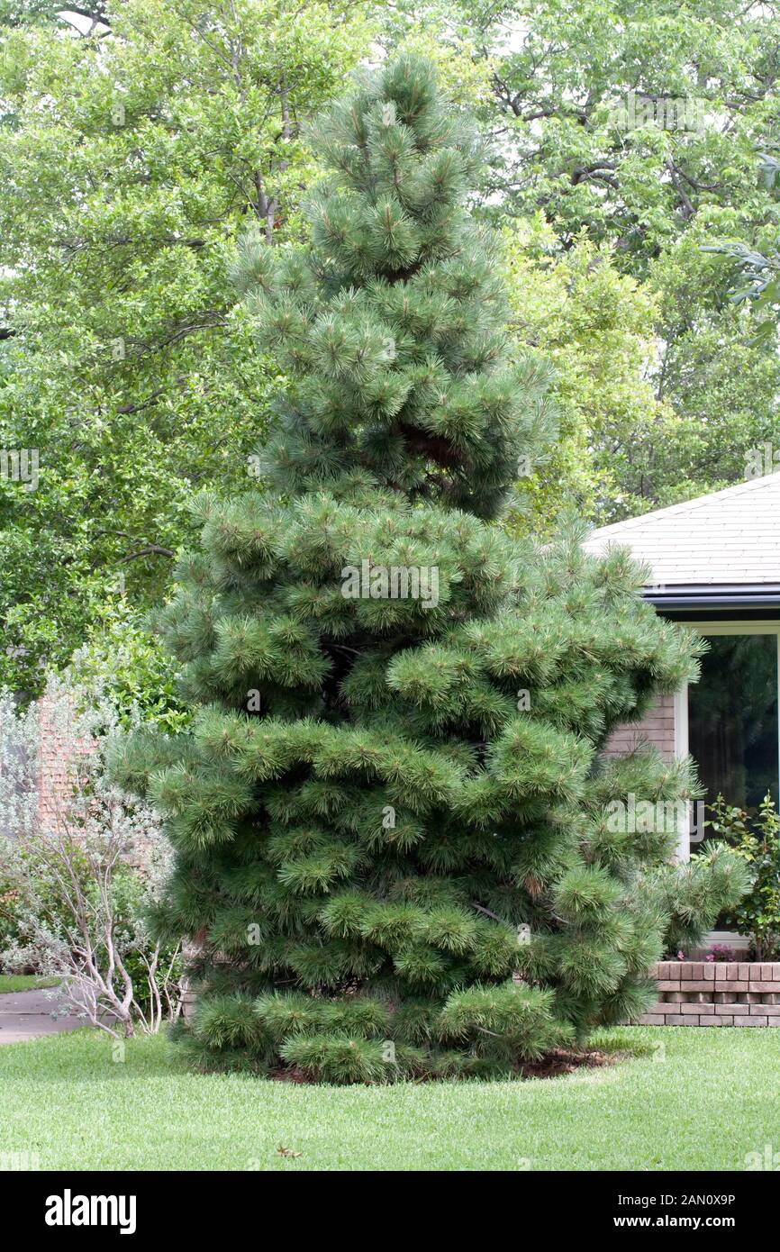 Austrian pine hi-res stock photography and images - Alamy