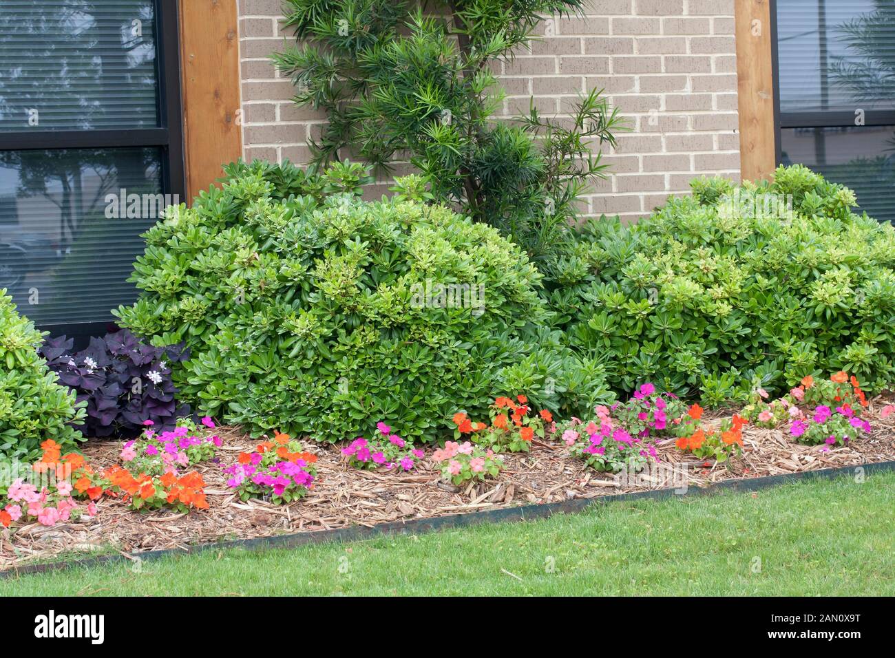 Pittosporum Wheelers Dwarf