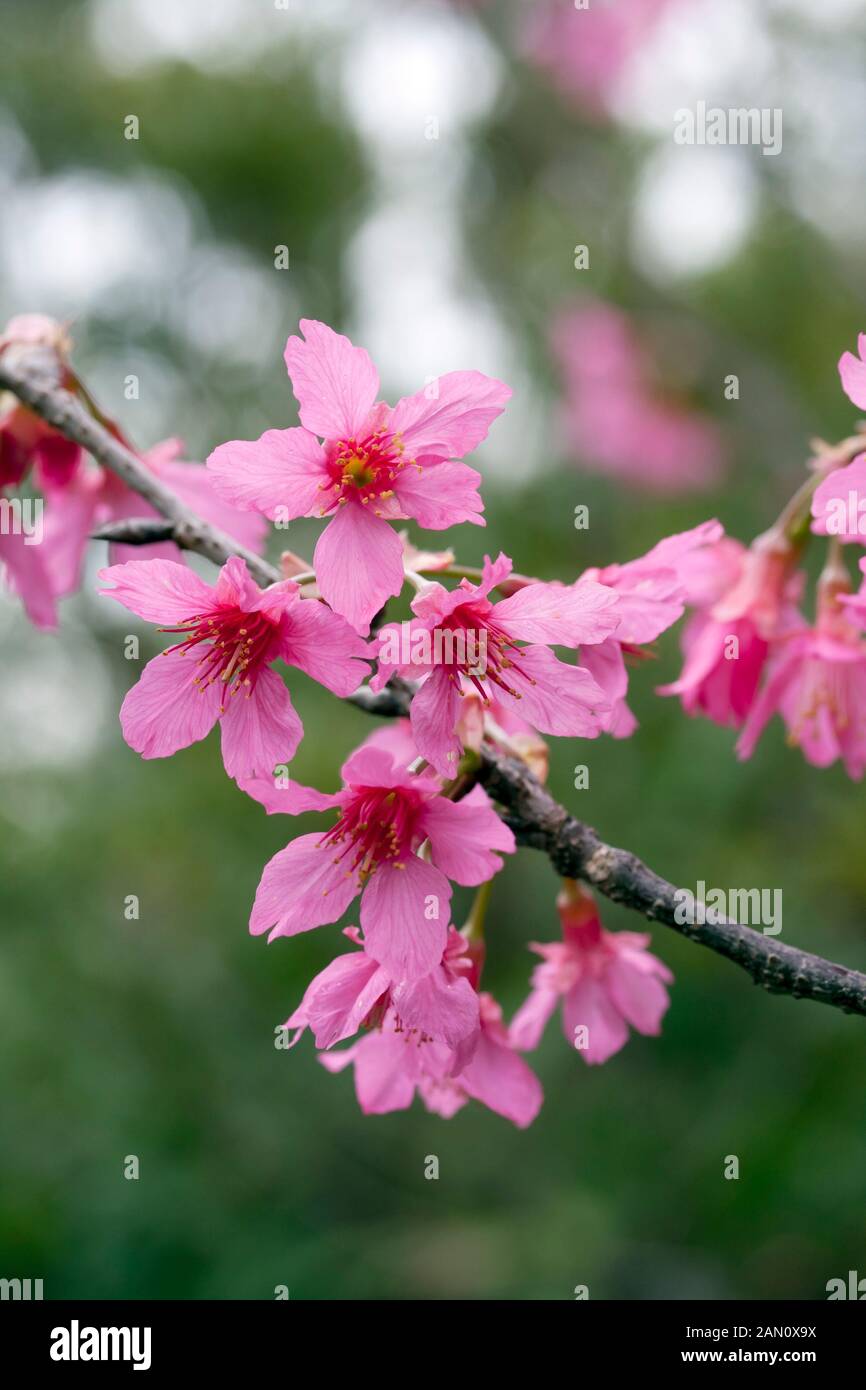 Prunus Campanulata High Resolution Stock Photography and Images - Alamy