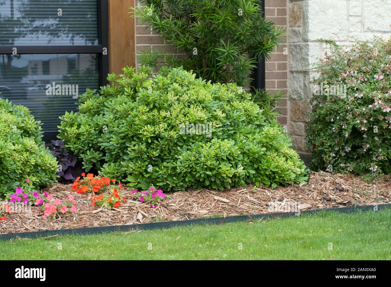 Pittosporum Tobira Wheelers Dwarf