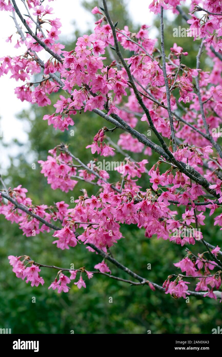 Prunus Campanulata High Resolution Stock Photography and Images - Alamy