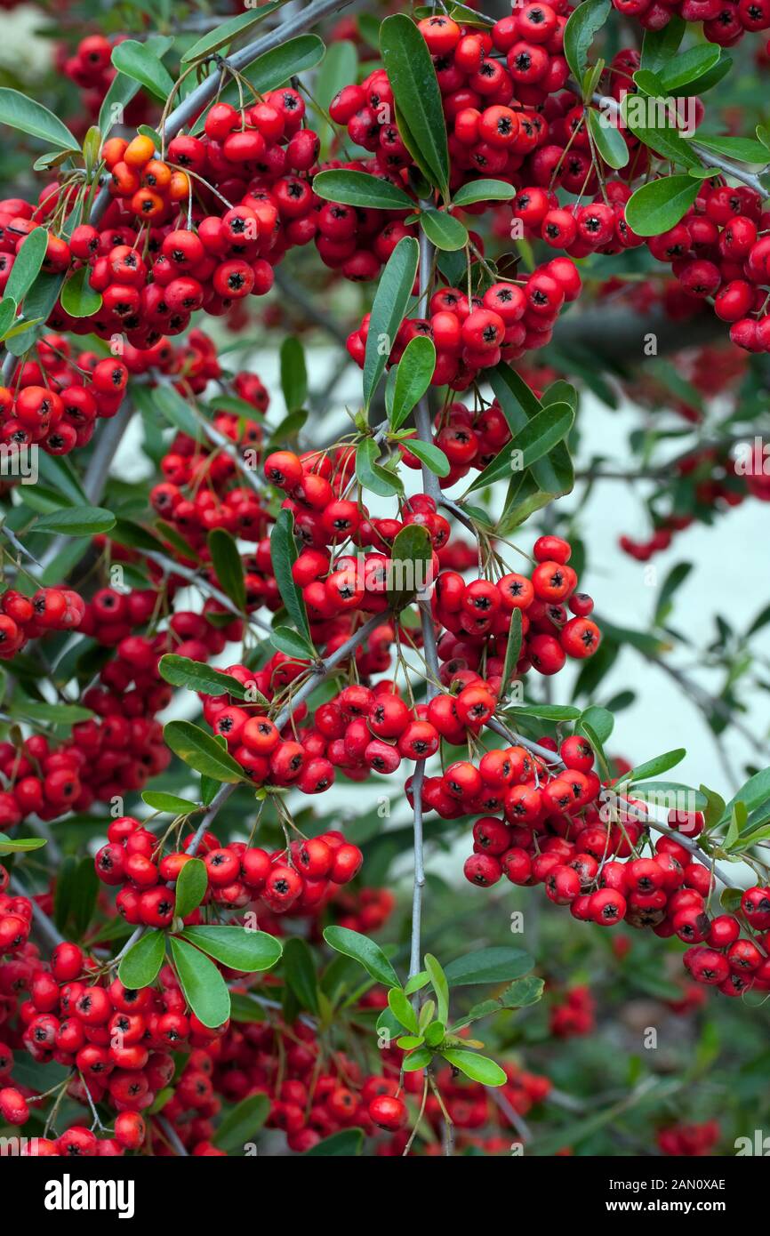 Victory pyracantha hi-res stock photography and images - Alamy