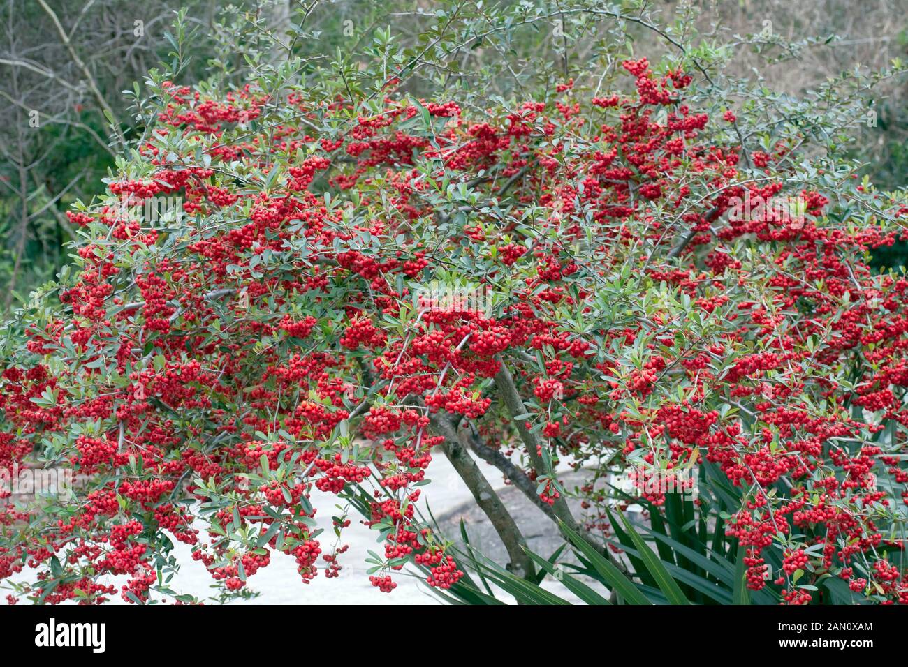 Victory pyracantha hi-res stock photography and images - Alamy