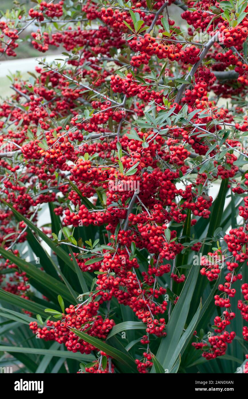 Victory pyracantha hi-res stock photography and images - Alamy