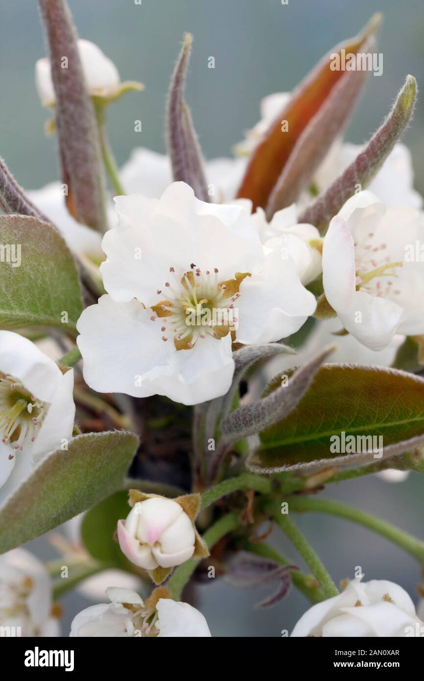 Pyrus pyrifolia hi-res stock photography and images - Alamy