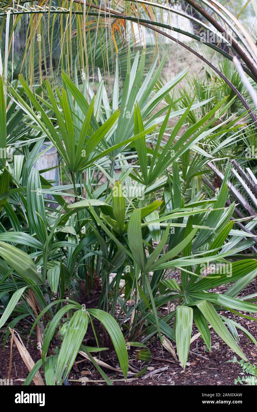 RHAPIDOPHYLLUM HYSTRIX NEEDLE PALM Stock Photo - Alamy
