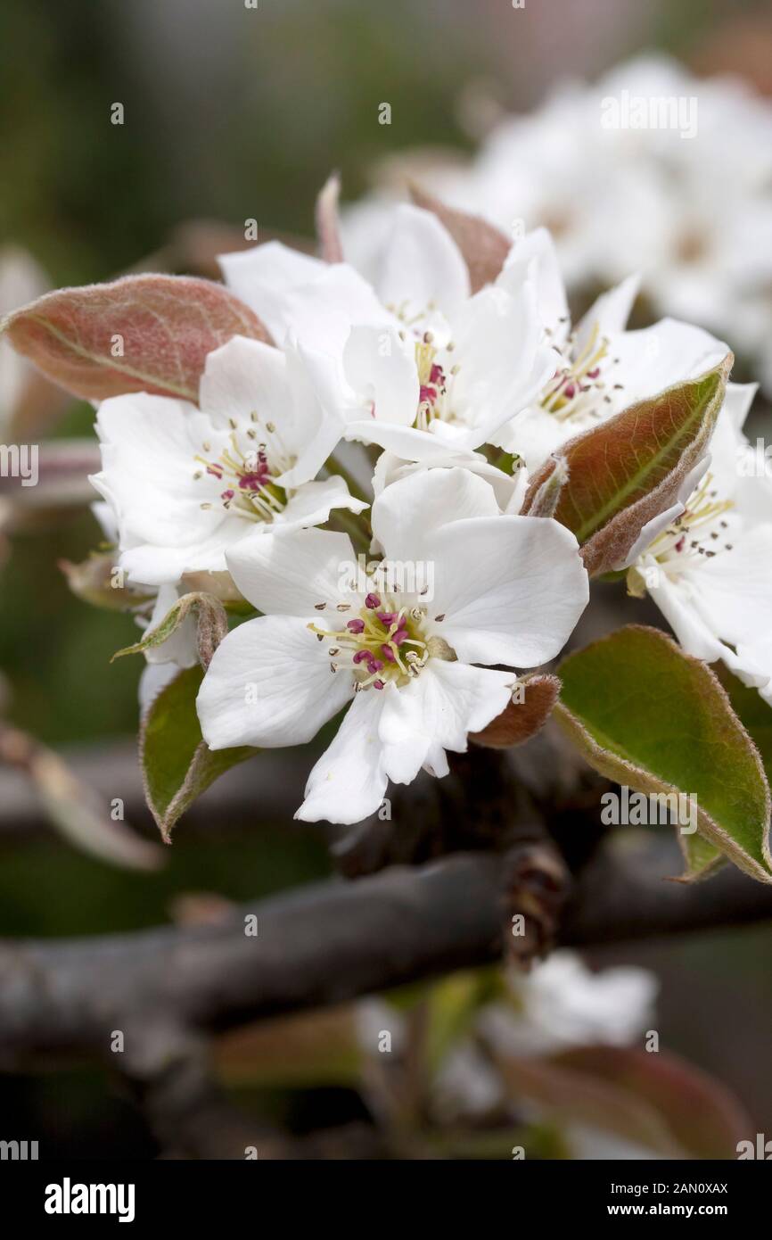 PYRUS PYRIFOLIA ASIAN PEAR FLOWER Stock Photo - Alamy
