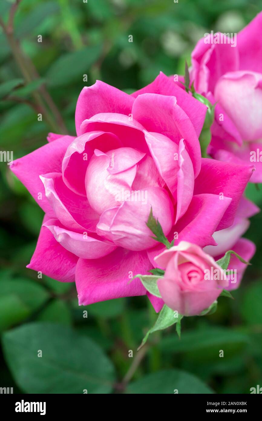 Rosa knock out rose hi-res stock photography and images - Alamy