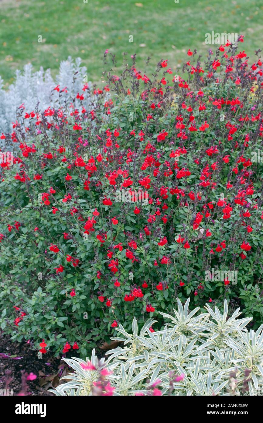 SALVIA GREGGII RED Stock Photo - Alamy