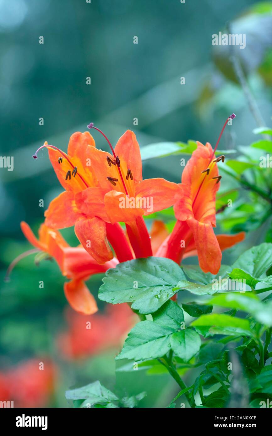 Cape honeysuckle tecomaria capensis hi-res stock photography and images ...