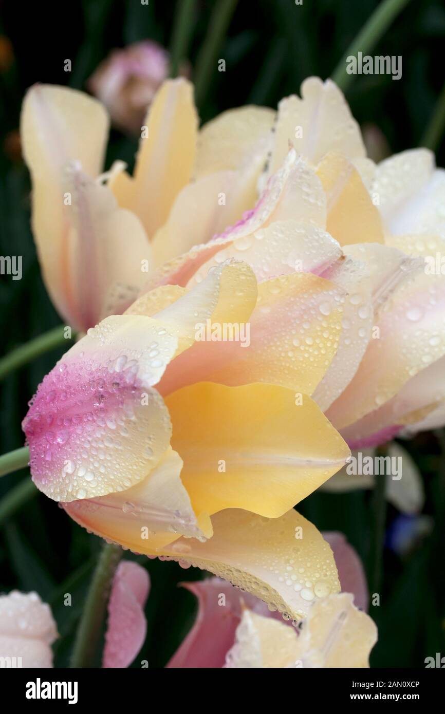 Blushing beauty tulip hi-res stock photography and images - Alamy
