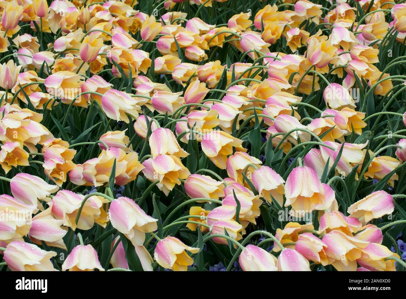 Blushing beauty tulip hi-res stock photography and images - Alamy