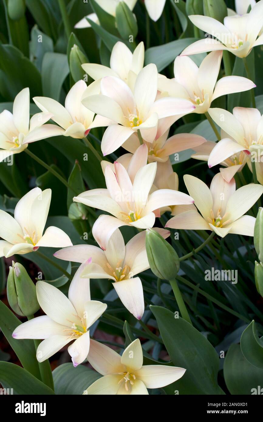 Tinka hi-res stock photography and images - Alamy