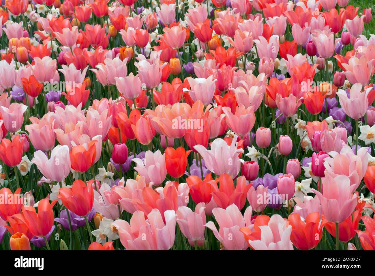 Tulip menton hi-res stock photography and images - Alamy