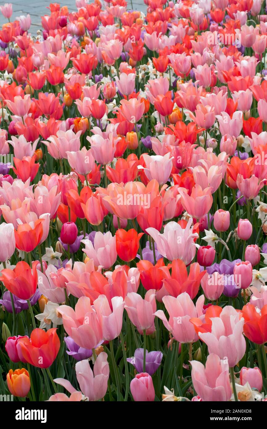Tulip Menton High Resolution Stock Photography and Images - Alamy
