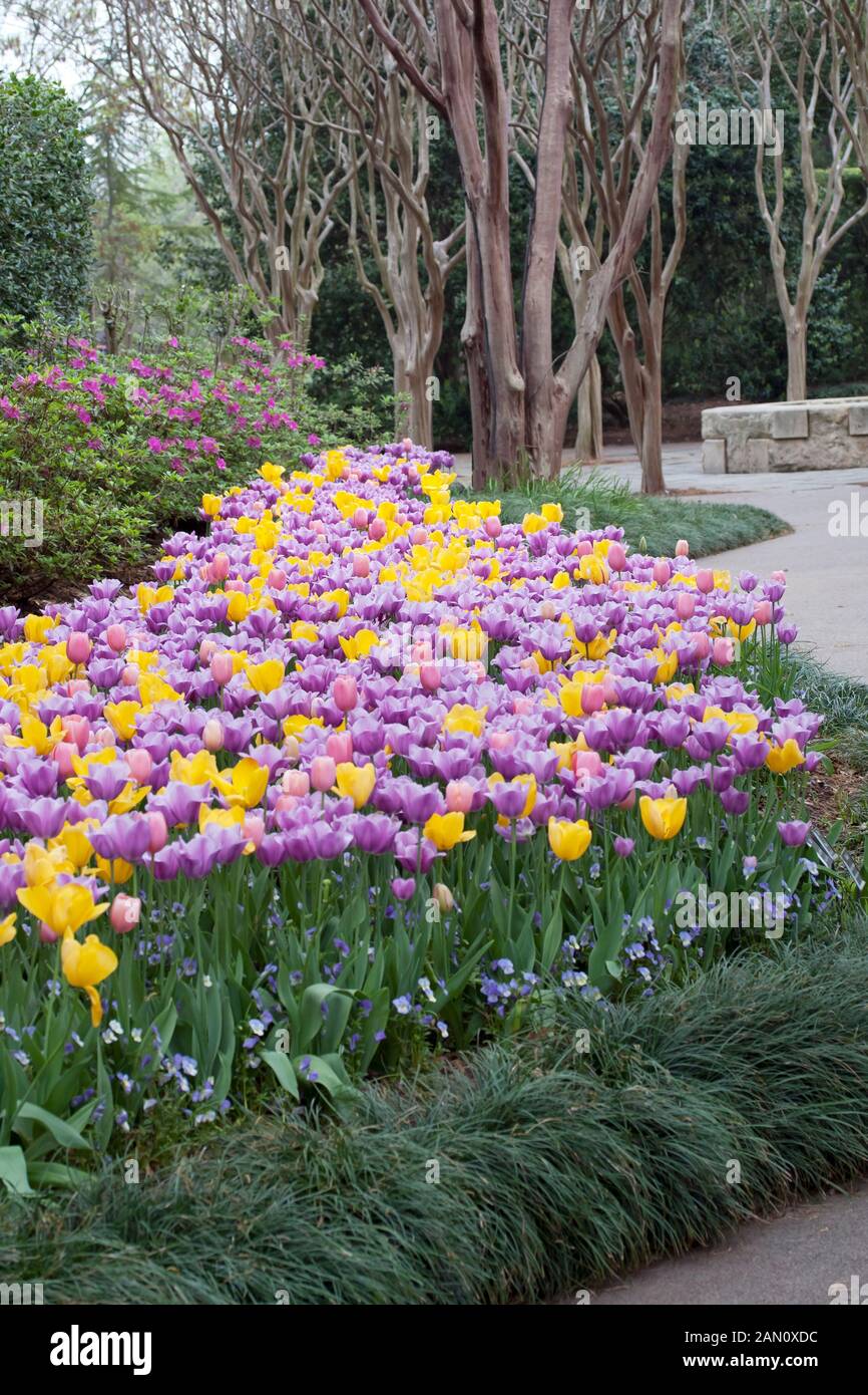 Tulip Menton High Resolution Stock Photography and Images - Alamy