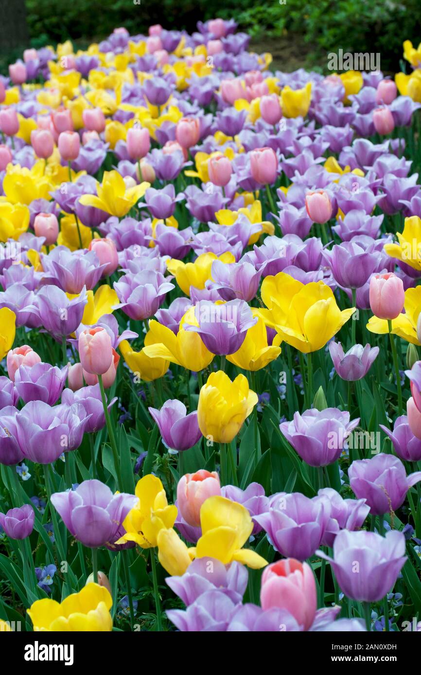 Tulip Menton High Resolution Stock Photography and Images - Alamy