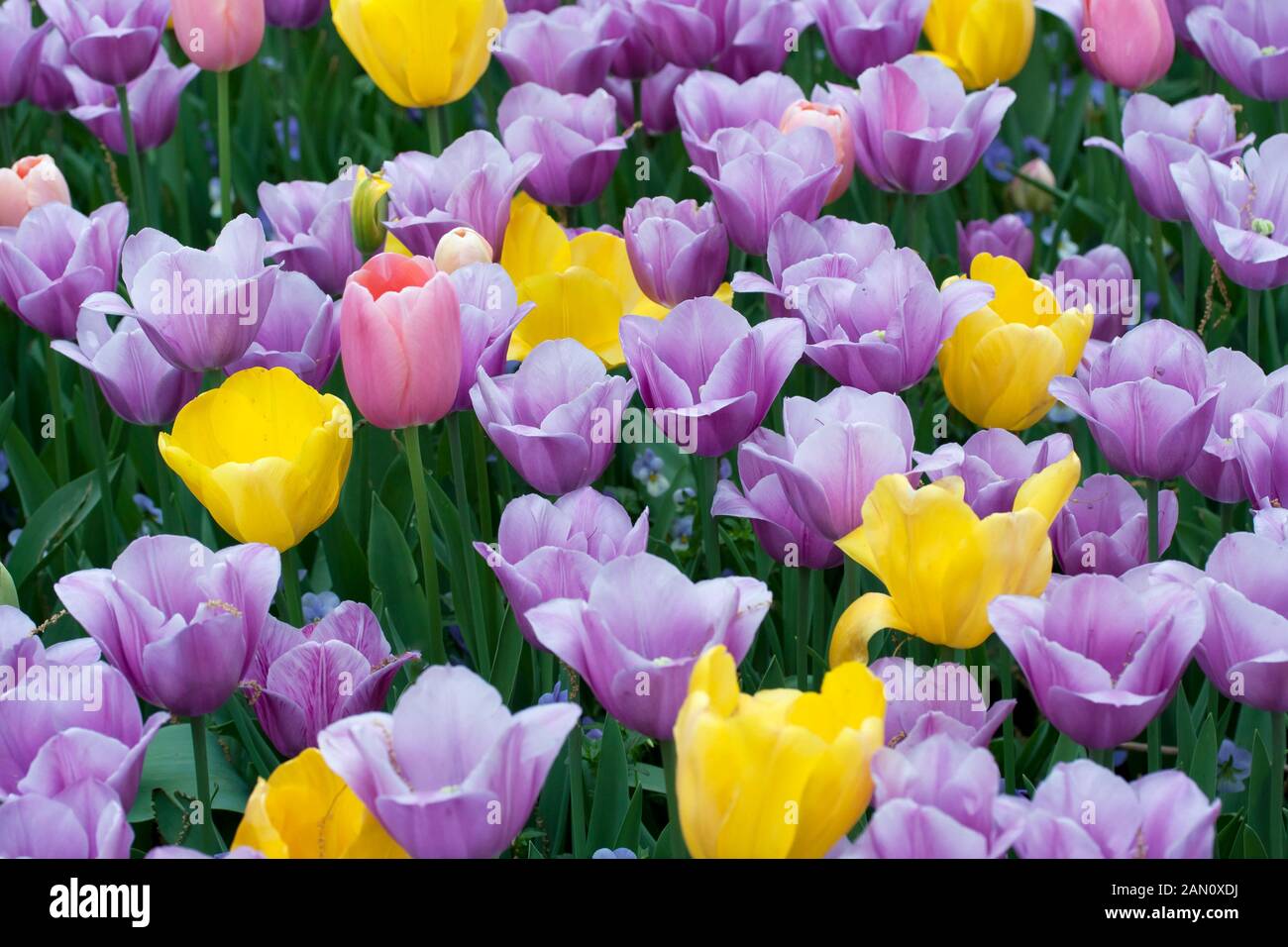 Tulip Menton High Resolution Stock Photography and Images - Alamy