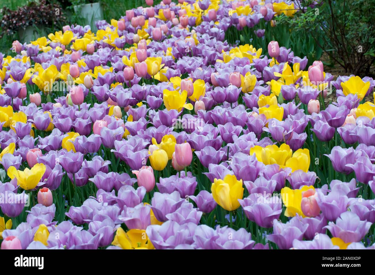 Tulip Menton High Resolution Stock Photography and Images - Alamy