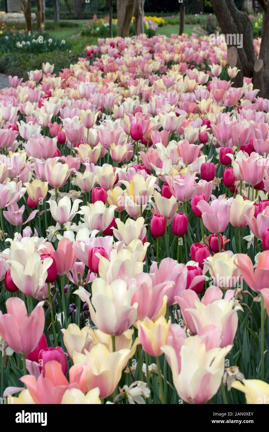 Tulip blushing lady hi-res stock photography and images - Alamy