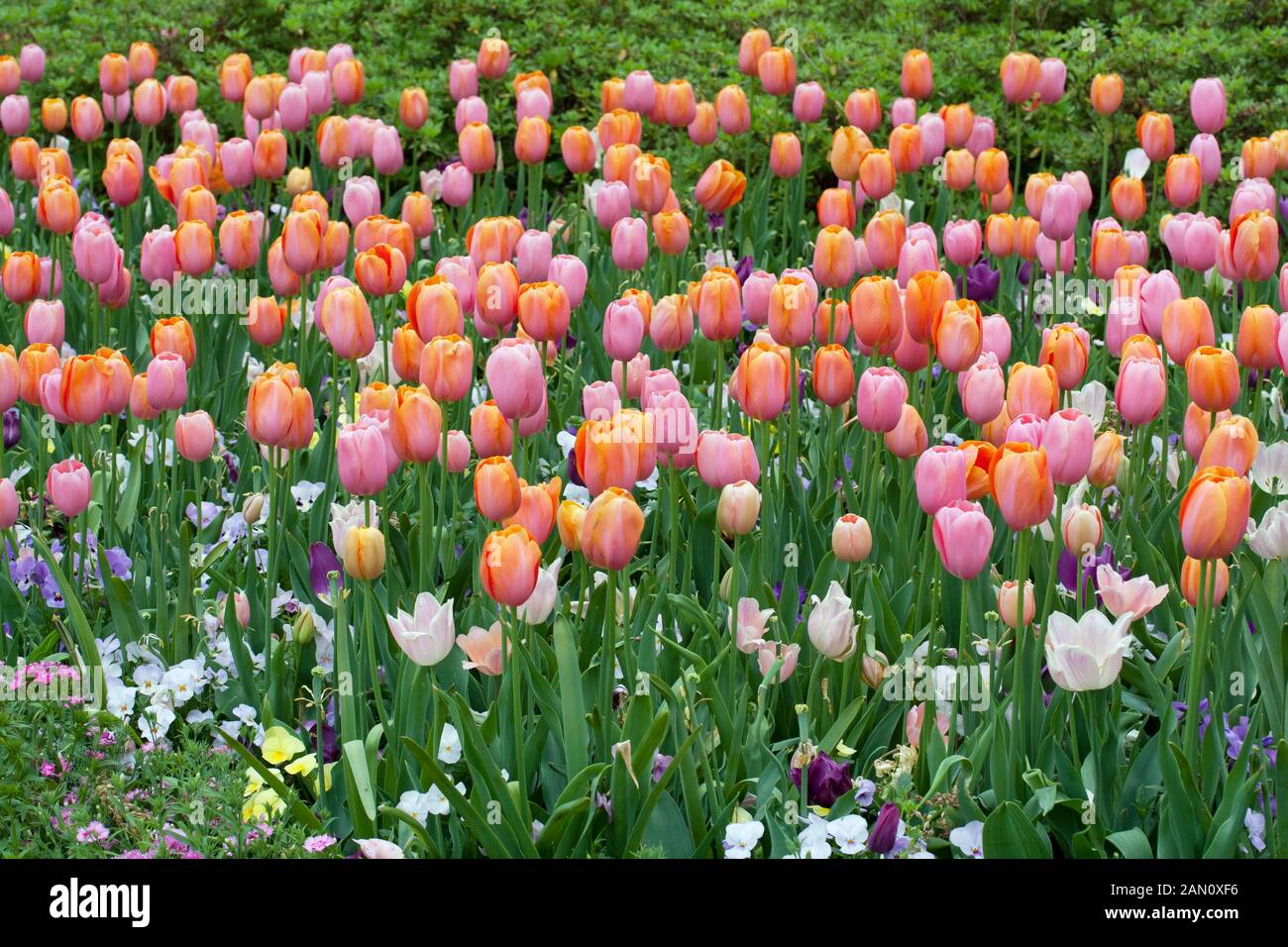 Tulip menton hi-res stock photography and images - Alamy
