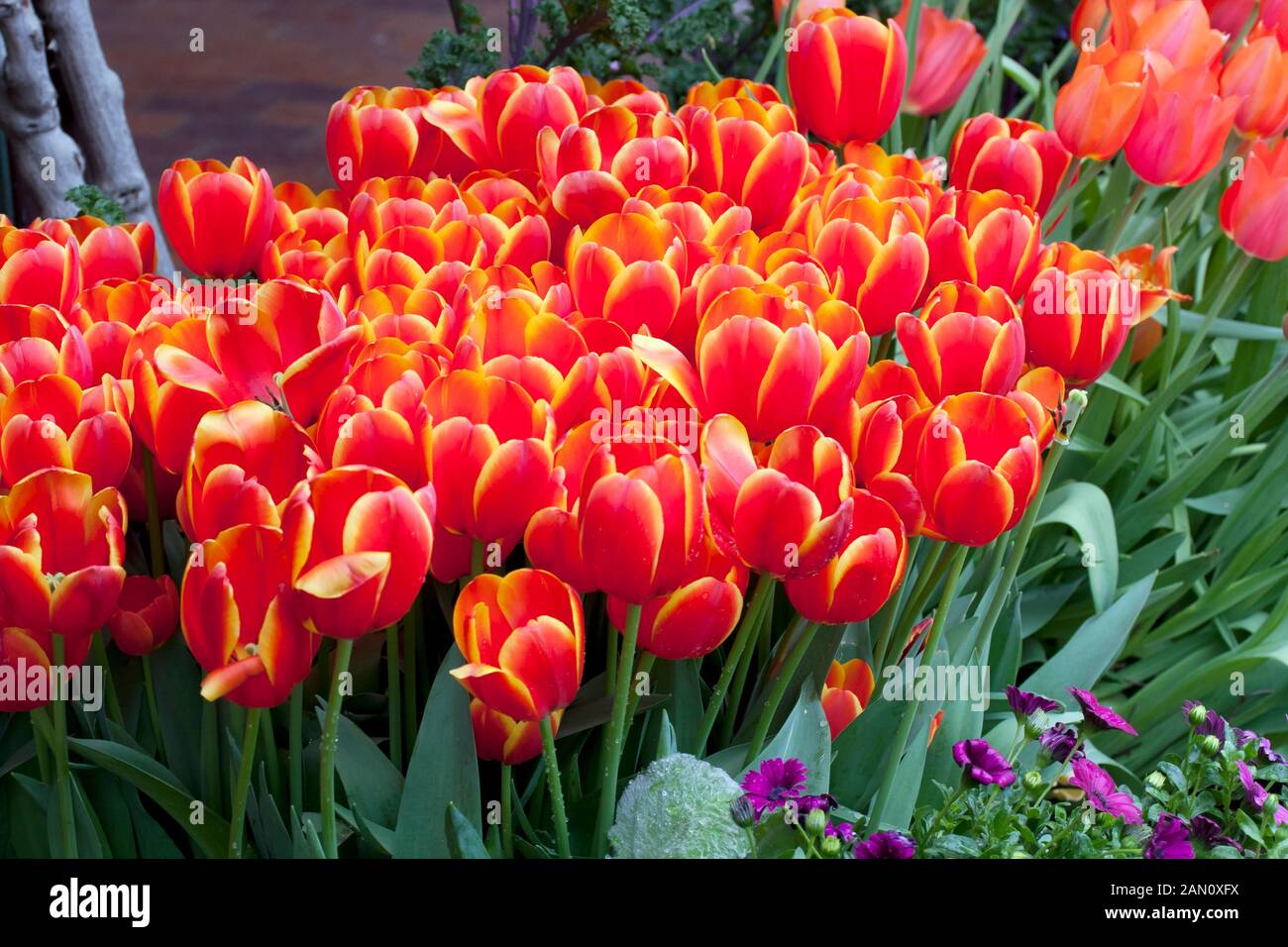 Tulip worlds favorite hi-res stock photography and images - Alamy