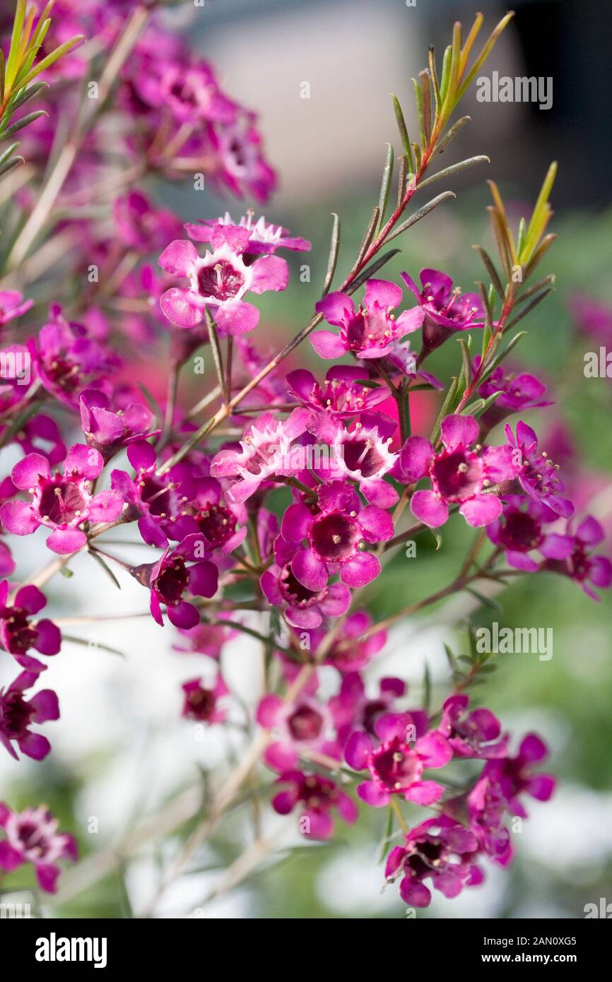 Chamelaucium High Resolution Stock Photography and Images - Alamy