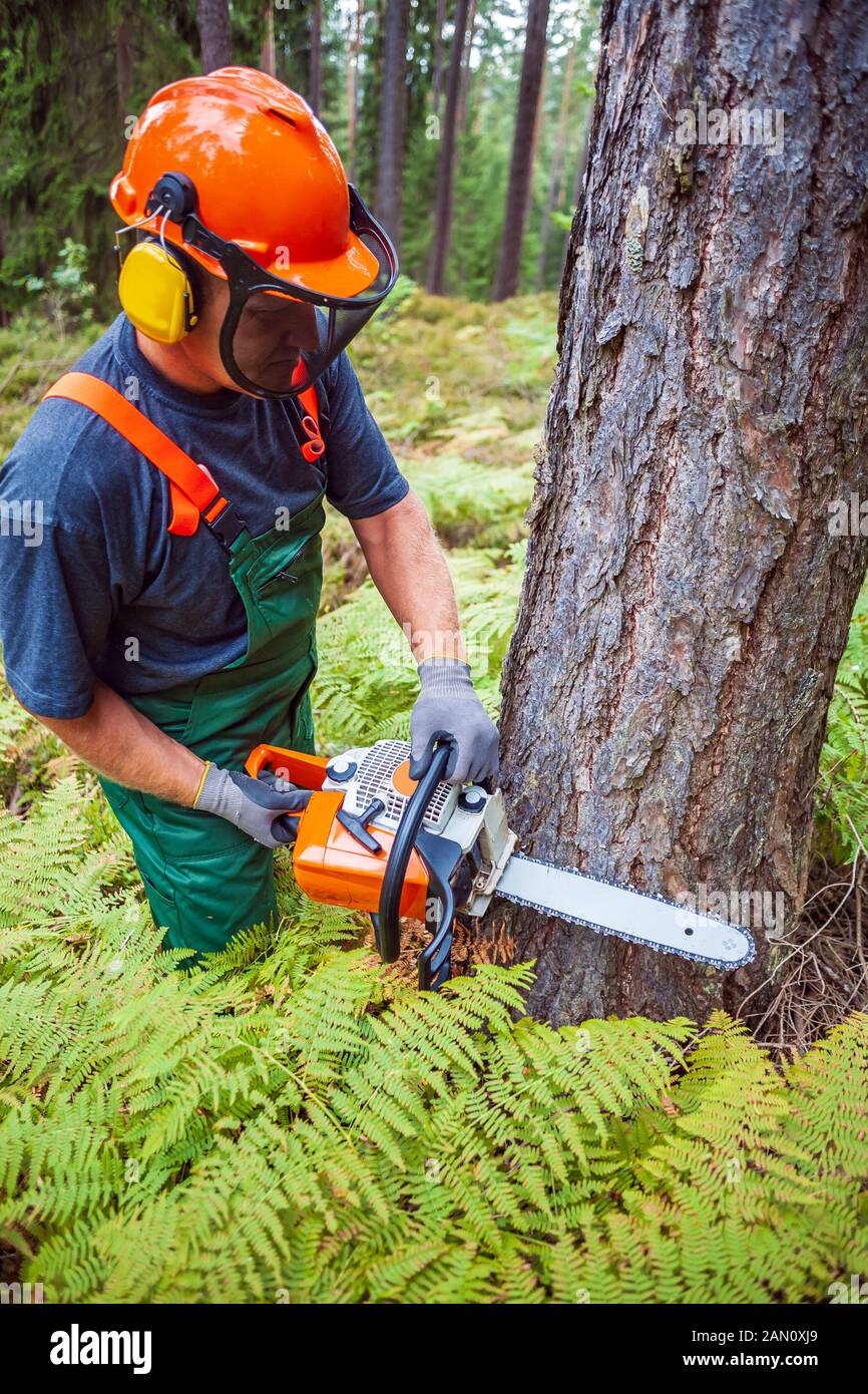 a woodcutter at work in the forest Stock Photo - Alamy
