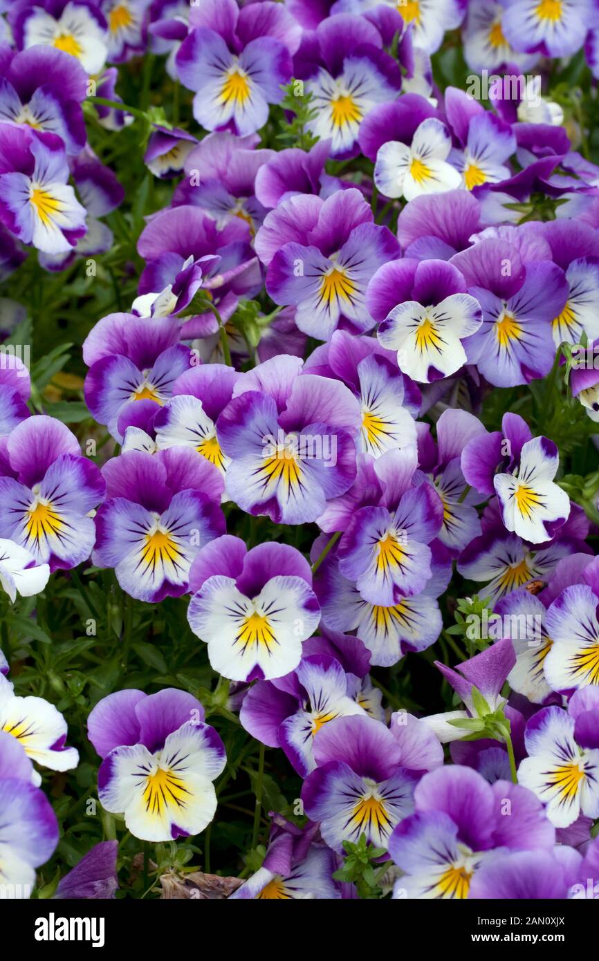 Purple wing hi-res stock photography and images - Alamy