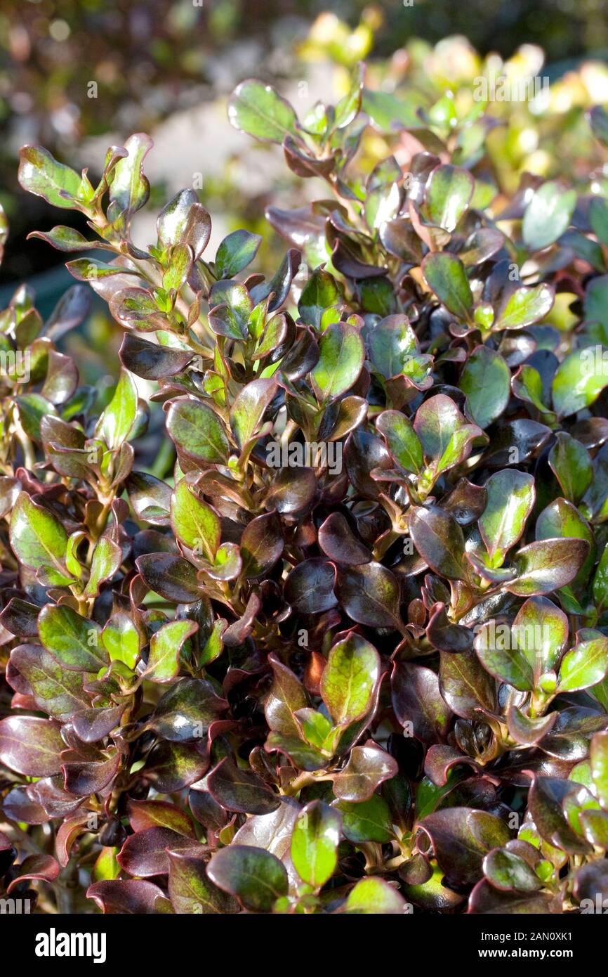 Coprosma hi-res stock photography and images - Alamy