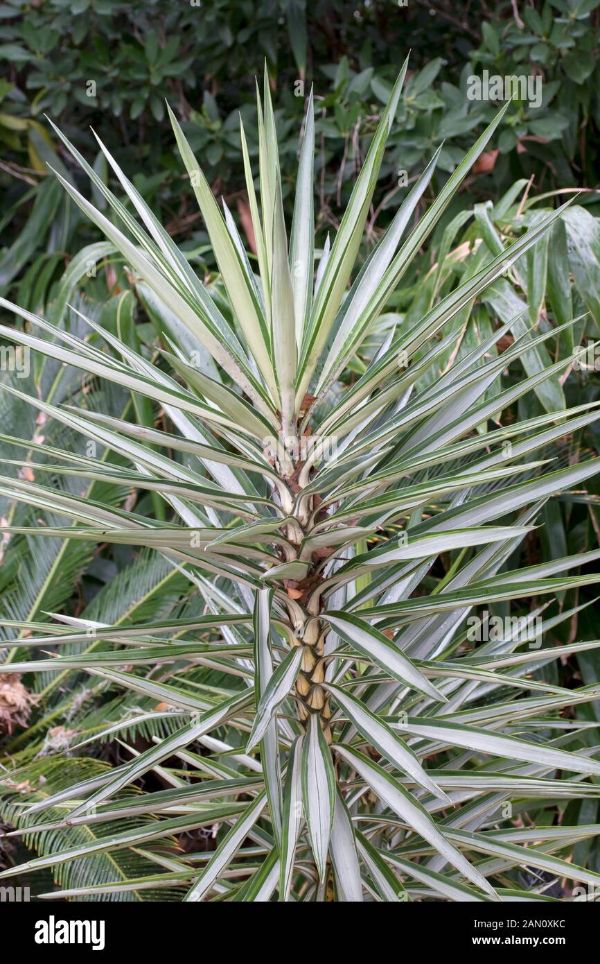 Yucca Elephantipes Stock Photos & Yucca Elephantipes Stock Images - Alamy