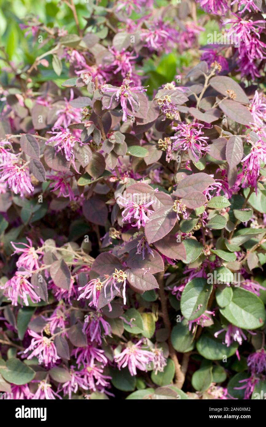 Loropetalum High Resolution Stock Photography and Images - Alamy