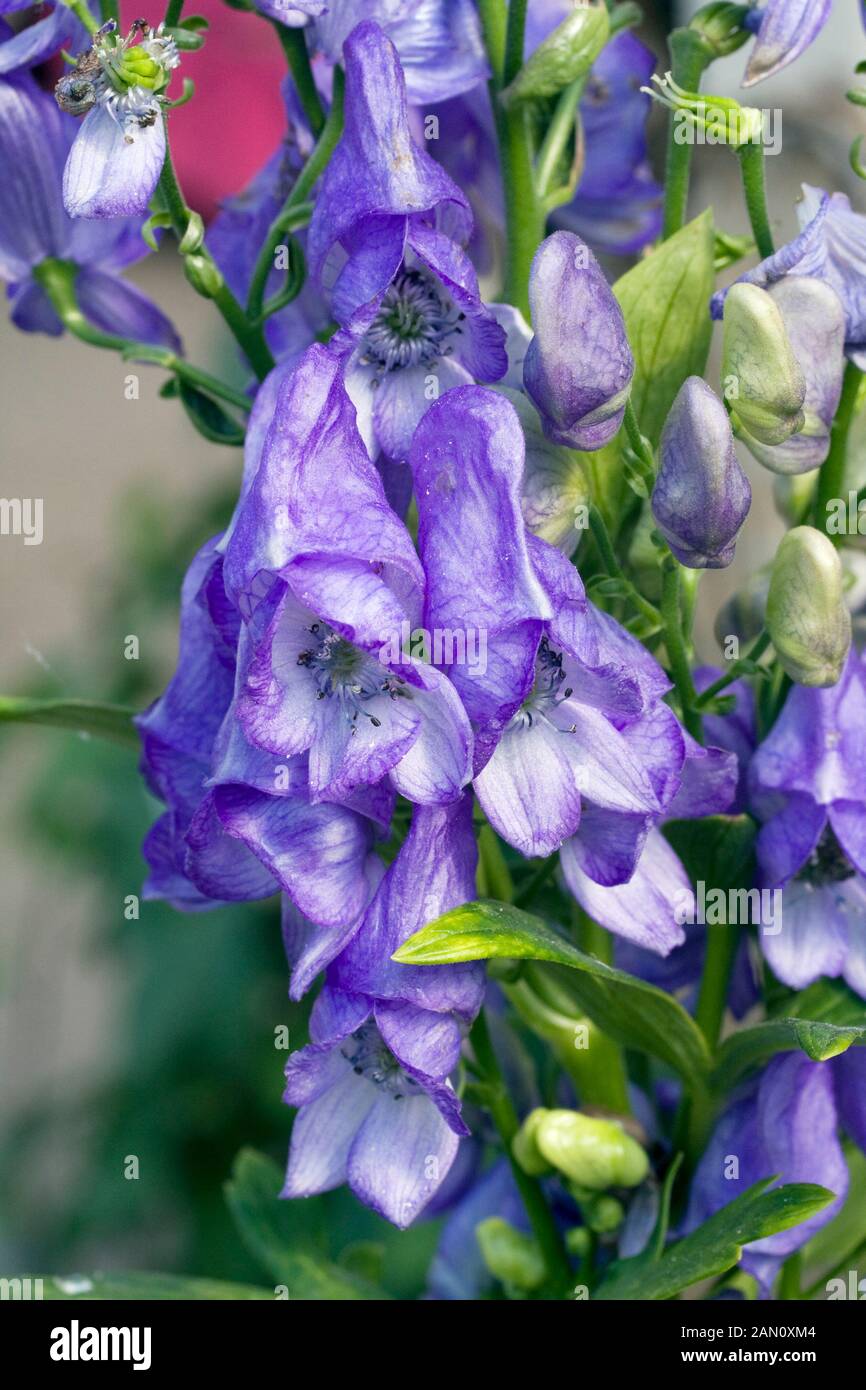 Fischerii hi-res stock photography and images - Alamy