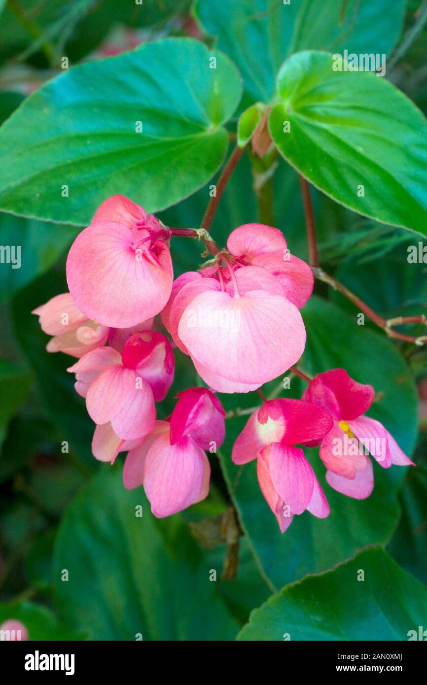 Dragon wing hi-res stock photography and images - Alamy