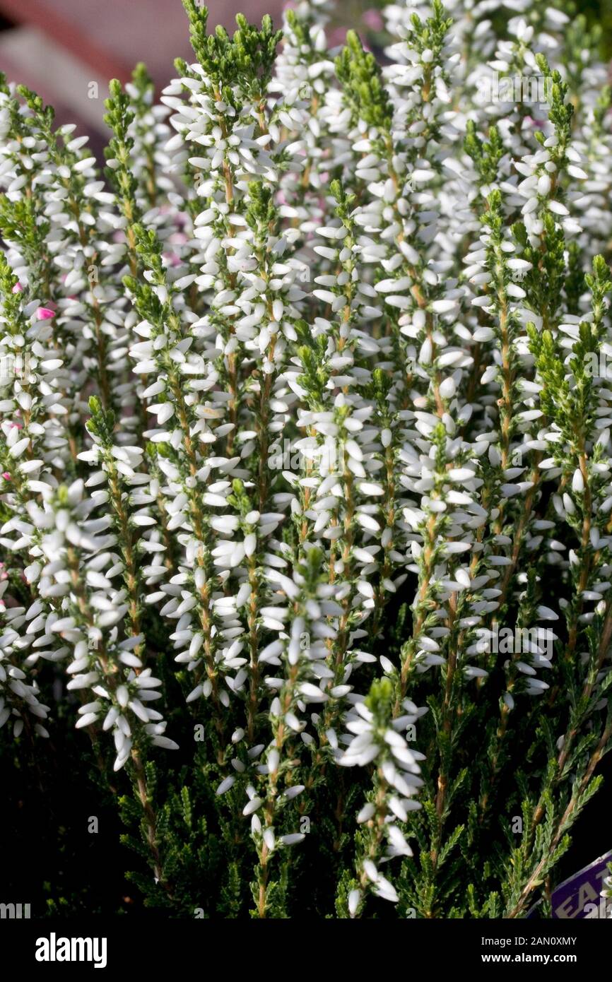 CALLUNA VULGARIS 'ALICIA' (GARDEN GIRLS SERIES Stock Photo - Alamy