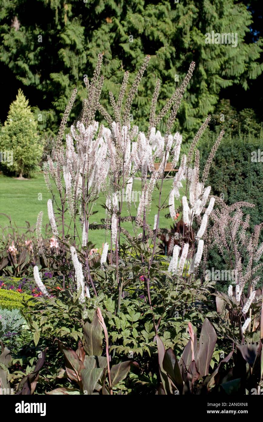 Cimicifuga racemosa hi-res stock photography and images - Alamy